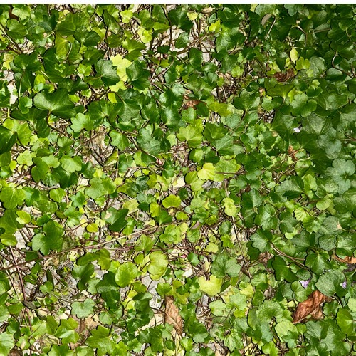 Stream Echo of Leaves by rintaro sato | Listen online for free on ...