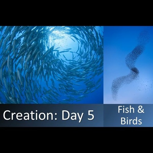 Stream Creation: Day 5 - Fish & Birds by Pastor Chris Mullis | Listen ...