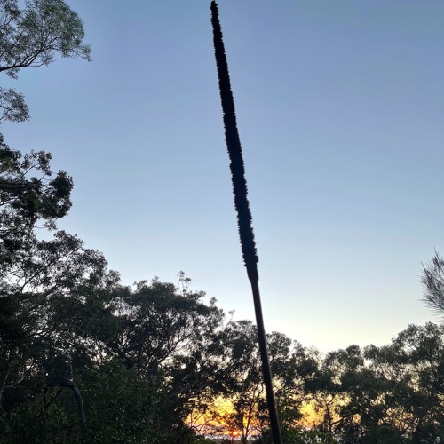 Listen to Dawn Chorus At Home. by Shannon Sol Carroll in The Keeper ...