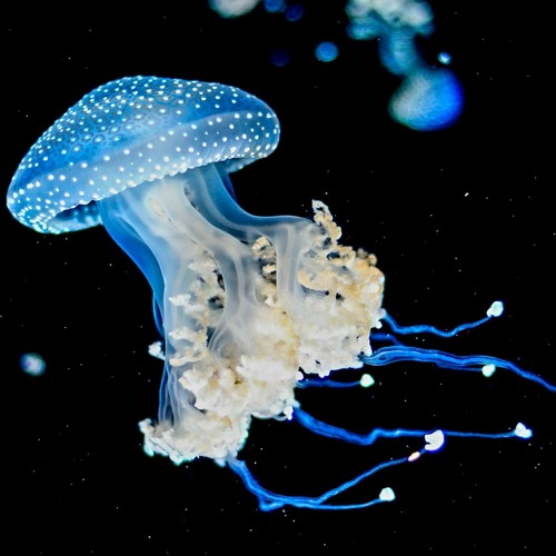 Stream MeDuse Noir - Power Of Gabba Vibes (vinyls set) by MeDuse Noir ...