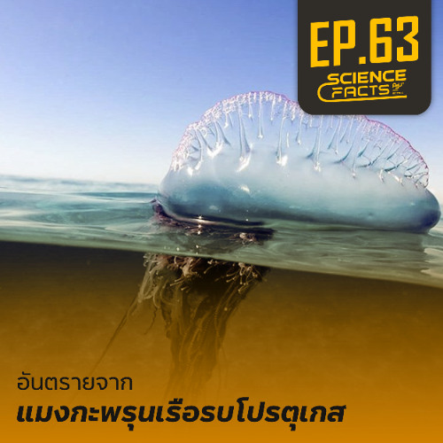 Stream episode Science Facts EP.63 อันตรายจากแมงกะพรุนเรือรบโปรตุเกส by PSUSci Podcast podcast ...