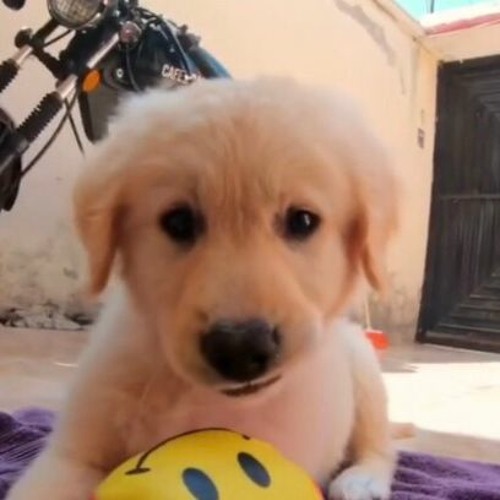 Stream LesKris | Listen to Dog Shit 2.0 playlist online for free on ...