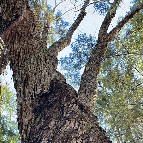 Stream episode Sacred Tree poem by Nicole Lynn by Floe; Facilitating ...