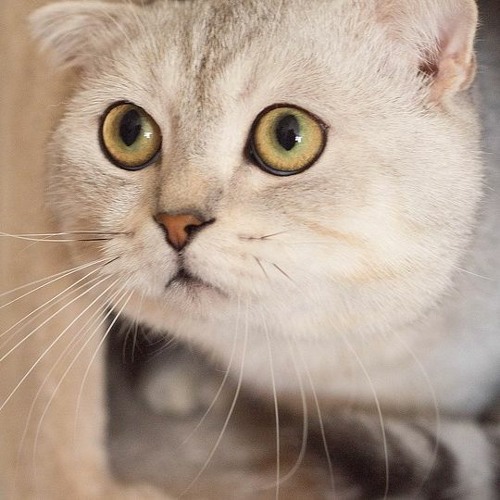 Stream Taylor Swift's Rich Cat by Xtreme 107.1 | Listen online for free ... Stream Taylor Swift's Rich Cat by Xtreme 107.1 | Listen online for free ...