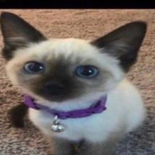 Stream Parappa The Rapper 2 Instrumental guru ant by nebula | Listen ...