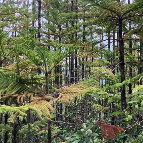 Stream Mary By Alex G Guitar Cover Extended By рџђњ Listen Online