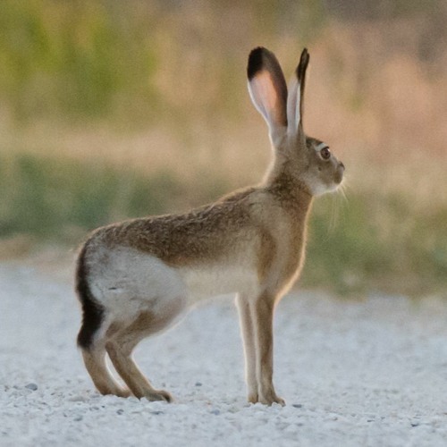 Stream Panhandle Afield: Jackrabbits by Justin Haag | Listen online for ...