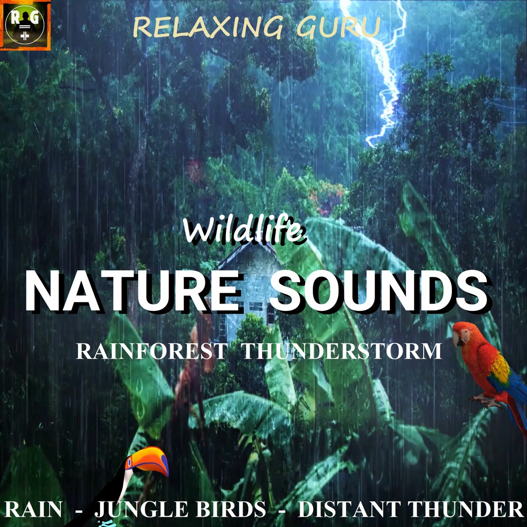 Stream Wildlife Nature Sounds: Rainforest Thunderstorm with Noises of Rain, Jungle Birds ...