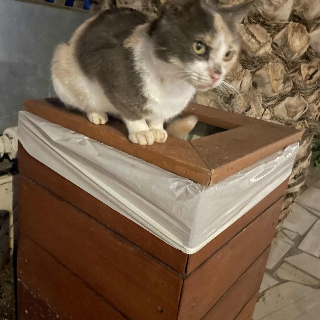 Stream Plead Forsaken - Cover by @Yawnnjn by Teddy Yuen | Listen online ...