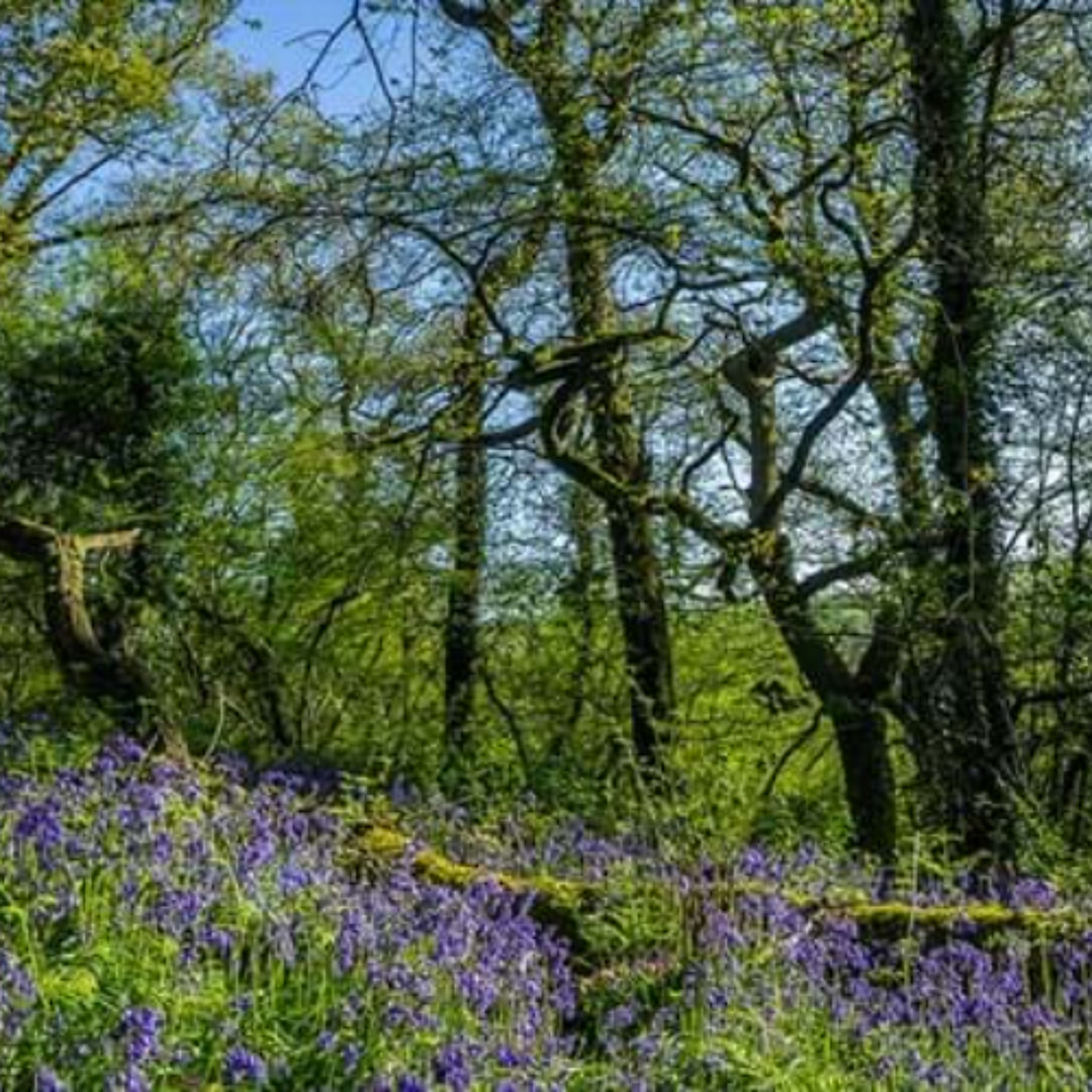Stream episode Welcoming the Winterbourne - South Malling school - July ...