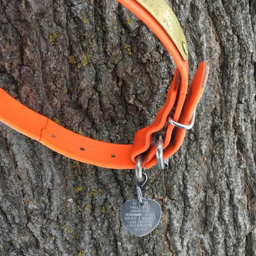 Stream the-empty-collar-a-poem-by-dr-tom-rakow by Rock Dove ...