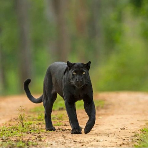 Stream episode Squid Pro Row by Cowparsleyman podcast | Listen online ...