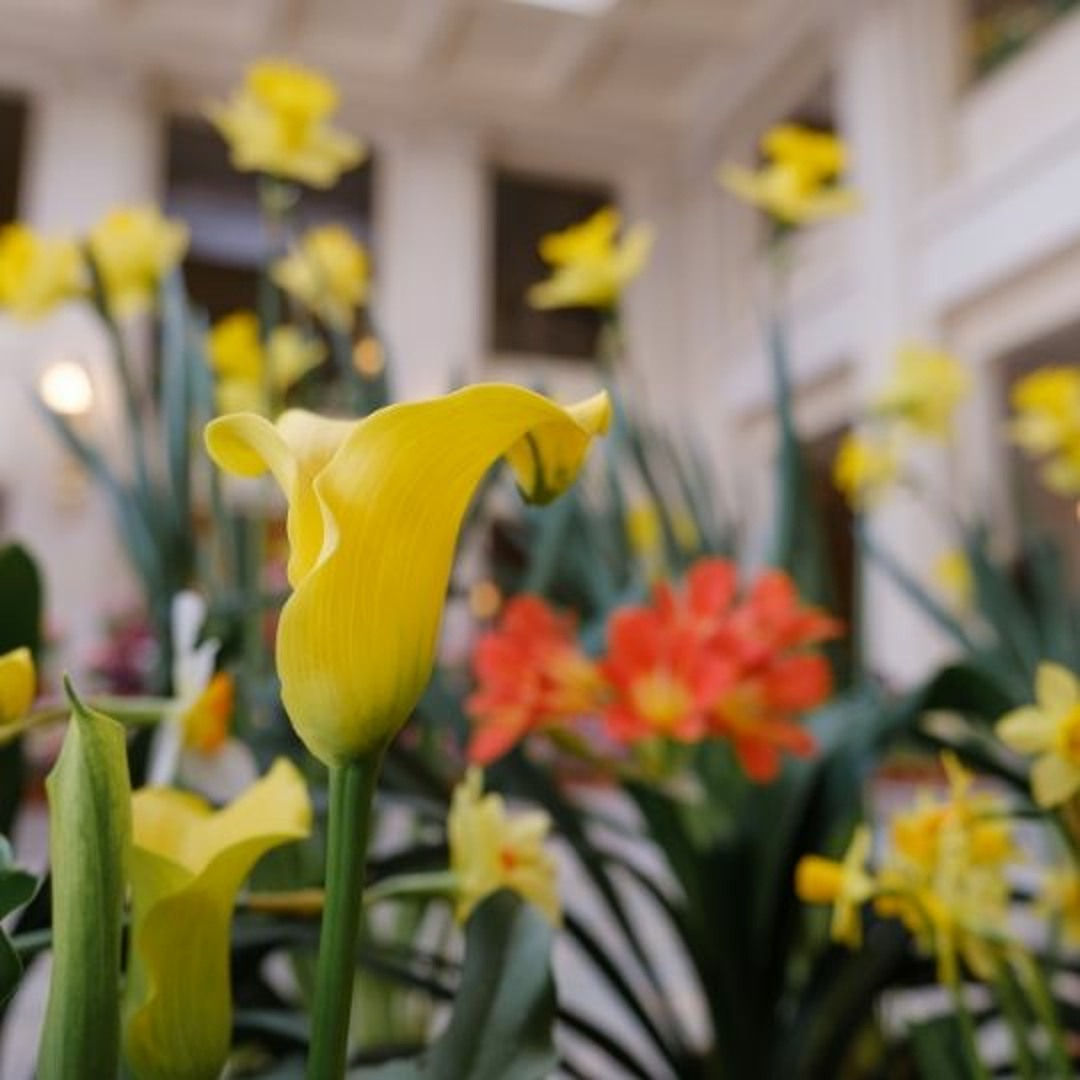 Stream George Eastman Museum | Listen to Dutch Connection: History ...