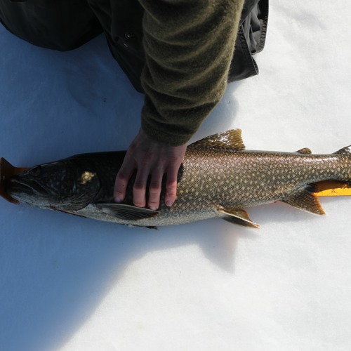 Stream episode BWCA Trout Opener 2022 DNR CO Kylan Hill by WTIP ...