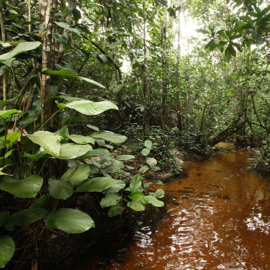 Stream episode Sounds of the Congo rainforest by Mdhaen podcast ...