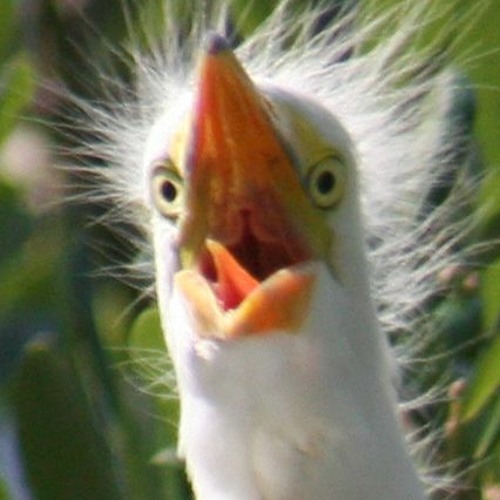 Stream Acid Bird by Krankbest | Listen online for free on SoundCloud