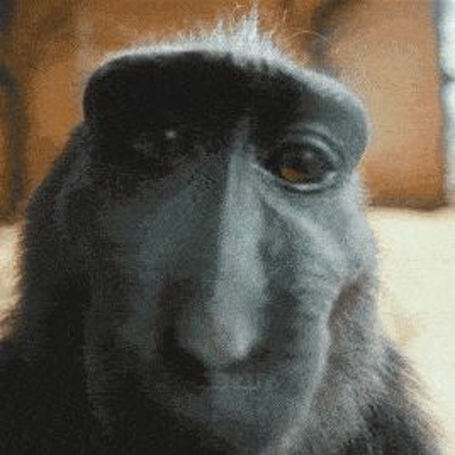 Stream Rizz monkey by PIMP MONKE | Listen online for free on SoundCloud