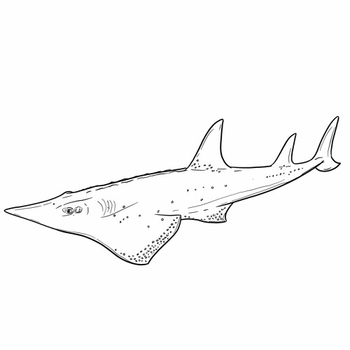 Stream episode The White Spotted Wedgefish, with Melissa Cristina ...