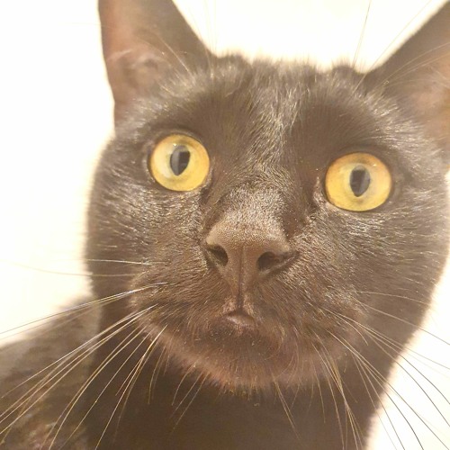 Stream episode THE SHY LIFE PODCAST - 569: SHY YETI AND THE GANG GET ...