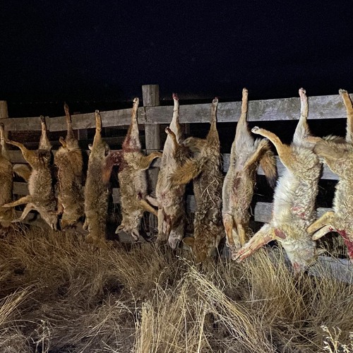 Stream episode Episode 21: Georgia Predator Hunting and Thermals Specs ...