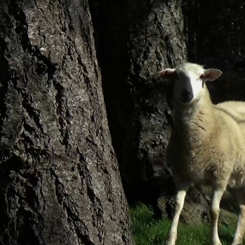 Stream The Shepherd by Melody English | Listen online for free on ...