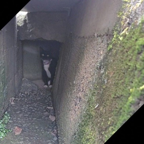 Stream late rabbit edda（米津玄師） – 路地裏猫 by NINE | Listen online for free ...