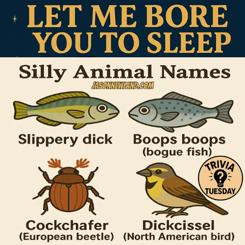 Stream (music) Silly Animal names Trivia Tuesday LMBYTS #1492 Jason ...