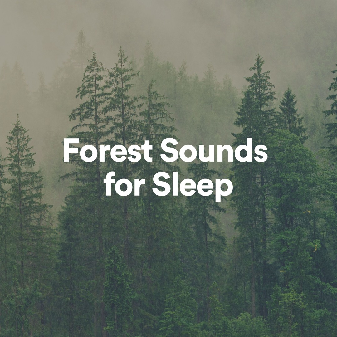 Stream Ambient Forest | Listen to Forest Sounds for Sleep playlist ...