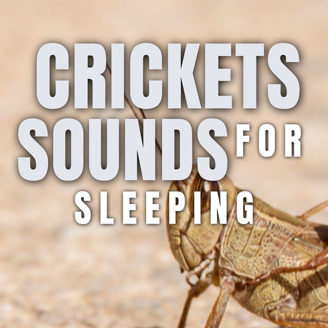 Stream Cricket Sounds | Listen to Crickets Sounds for Sleeping playlist ...