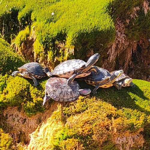 Stream KO JE MOJ SVET ZADET by Bojan | Listen online for free on SoundCloud