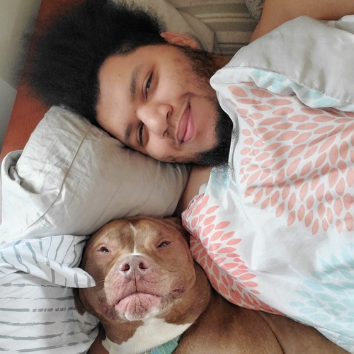 Stream The Bard Chronicles, Track 02 - Cuddles And Pets by Dizzy The ...