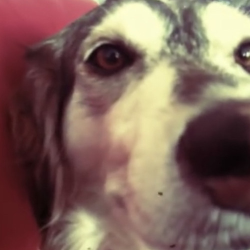 Stream (meme beat) Autotune Dog Type Beat by snarki | Listen online for ...