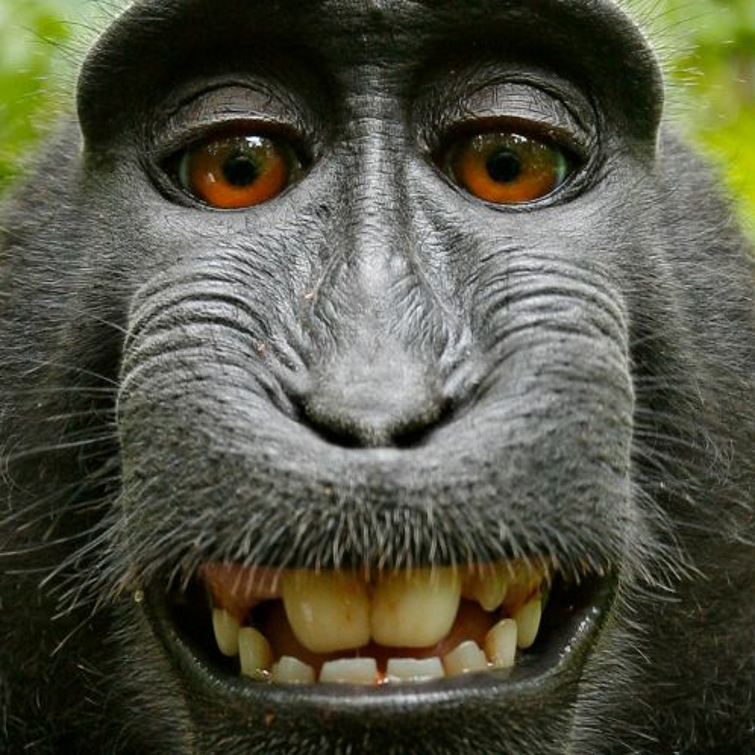 Stream Mega ass collab by turkmen | Listen online for free on SoundCloud