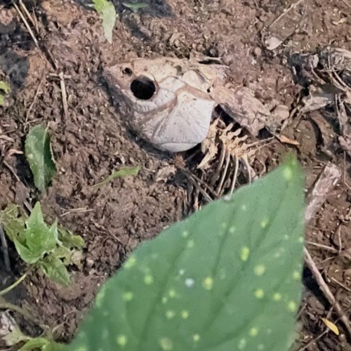 Stream moon uncut (coming to streaming services soon) by Julian Lamas ...