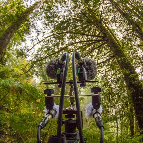 Stream Sonidos selva valdiviana - Felipe Otondo - Expo Osaka by otondo ...