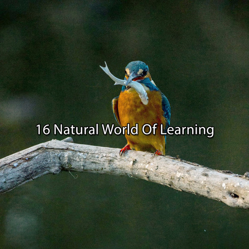 Stream Biblioteca de sonidos XL by Sound Library XL | Listen online for ...