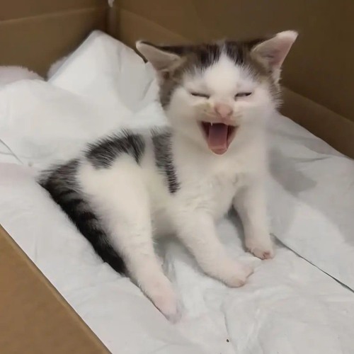 Stream Ponchic Ponchic | Listen to хуйня playlist online for free on ...