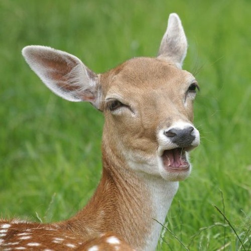 Retarded Deer