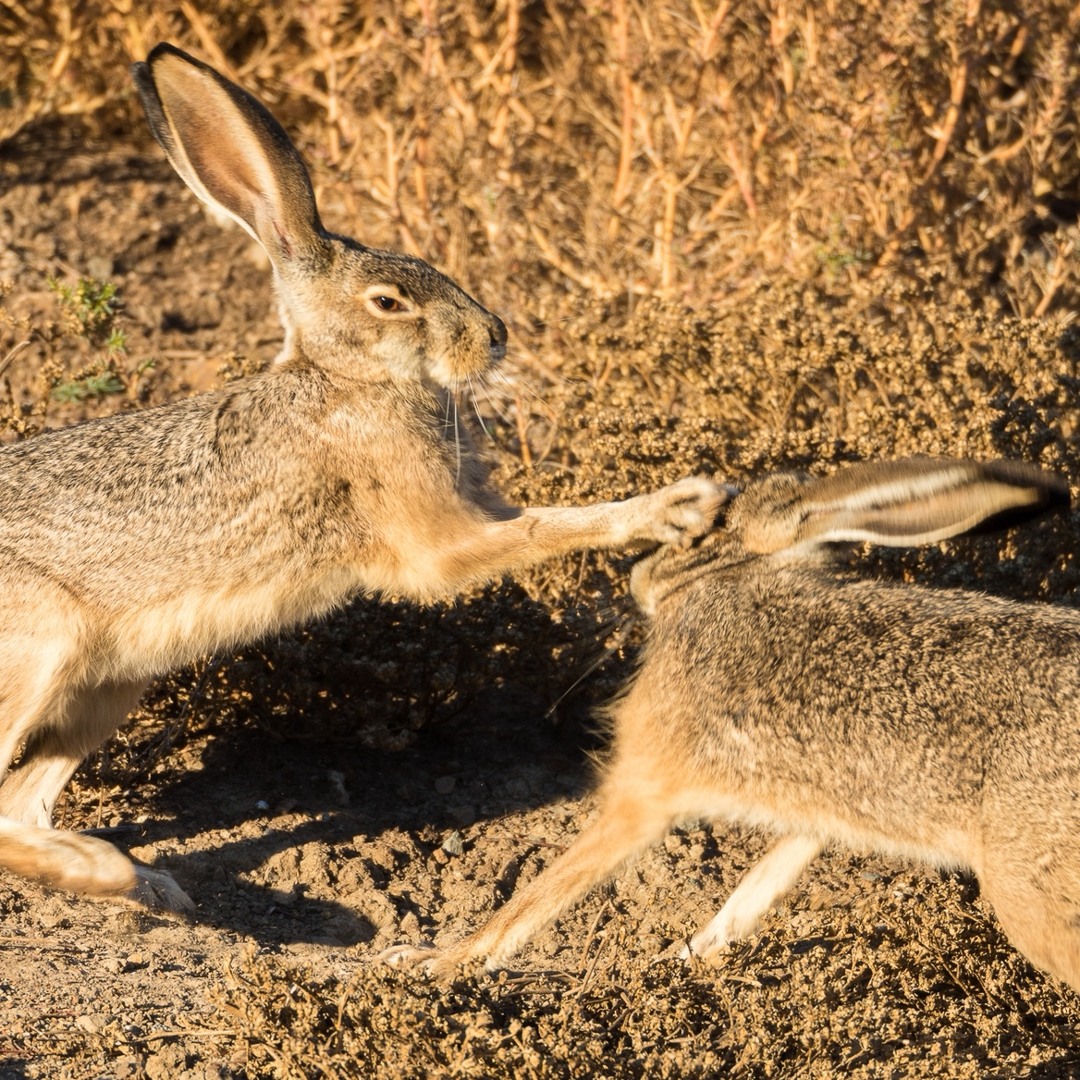 Stream buy it again (anolja) by sudnm | Listen online for free on ...