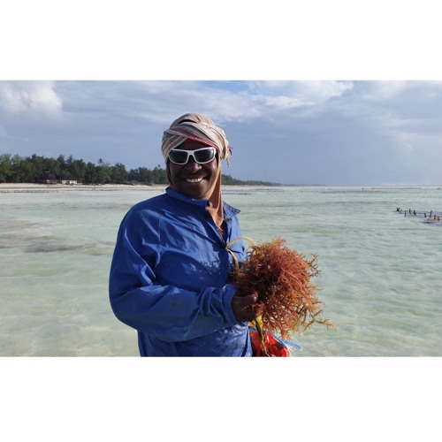 Stream Seaweed Sex And Liberation In Zanzibar By Ayuna Listen Online For Free On Soundcloud