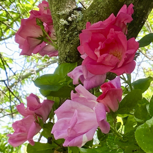 Stream Remembering The Rose Codes by Lorraine Wilson Light Language ... Stream Remembering The Rose Codes by Lorraine Wilson Light Language ...