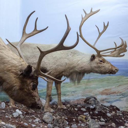 Stream episode Diorama 2: Tundra landscape in Lapland by Turun ...