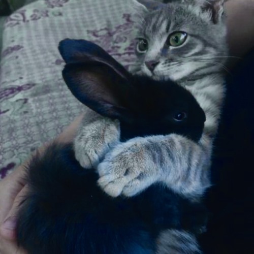 Stream my love mine all mine-amanda allen(mitski cover) by Amanda Allen ...