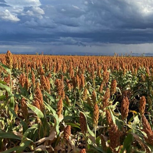 Stream episode Improving sorghum yields & quality in northern NSW. by NSW DPIRD Agronomy podcast ...