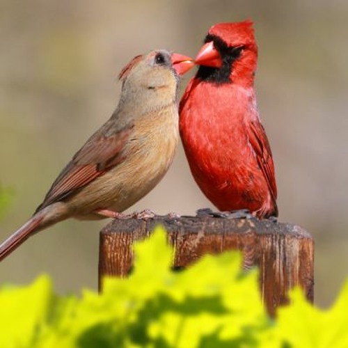 Stream Cardinals in Love by Jumpy Brave Mailman xD | Listen online for ...