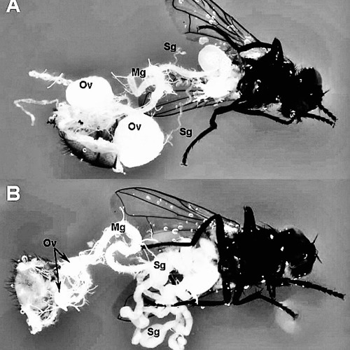 Stream Structural modulations in the tsetse fly milk gland during a ...