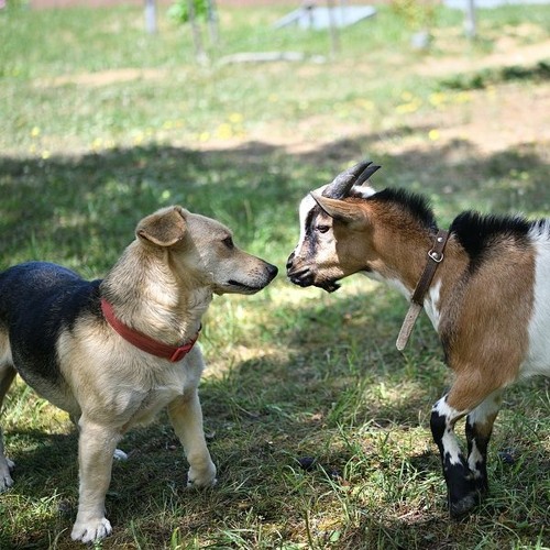 Stream 'Inseparable' dog, goat duo to live out rest of days together on ...