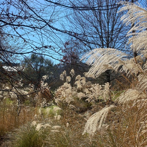 Stream Kelly Corner - 11:00 AM by Pistachio Babe | Listen online for ...