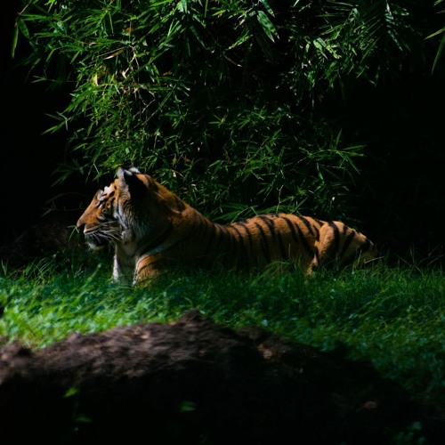 Stream How to Handle A Tiger As A The Trainer from Tiger World | Listen ...