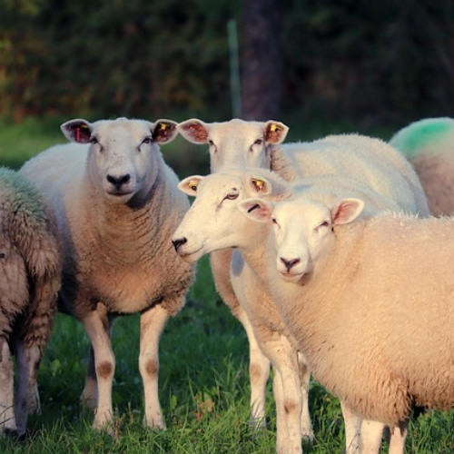 Stream Behold, I send you out as sheep – Sep 28, 2025 by Flora ...